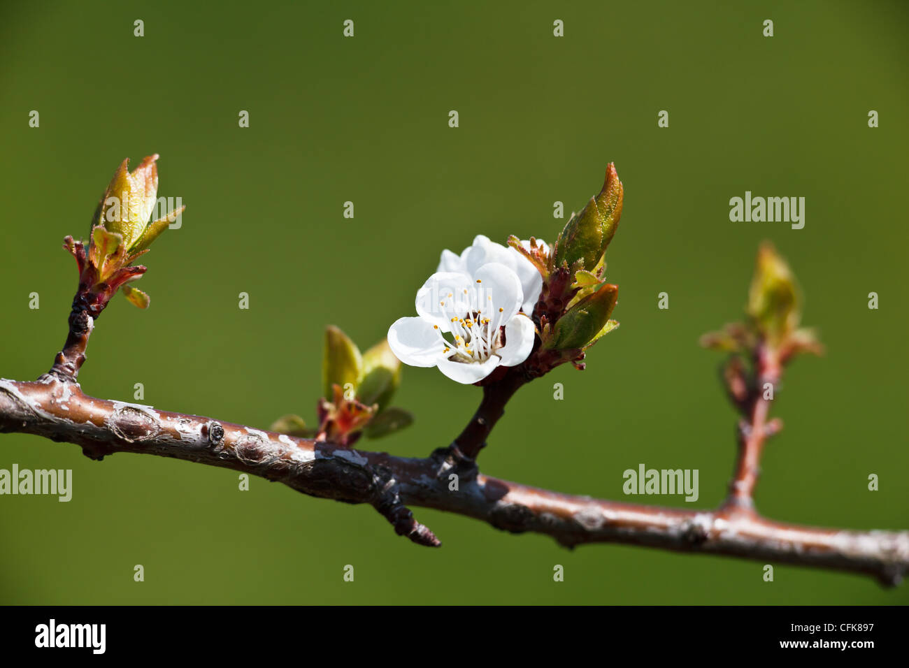 Blossoming apple tree Stock Photo - Alamy