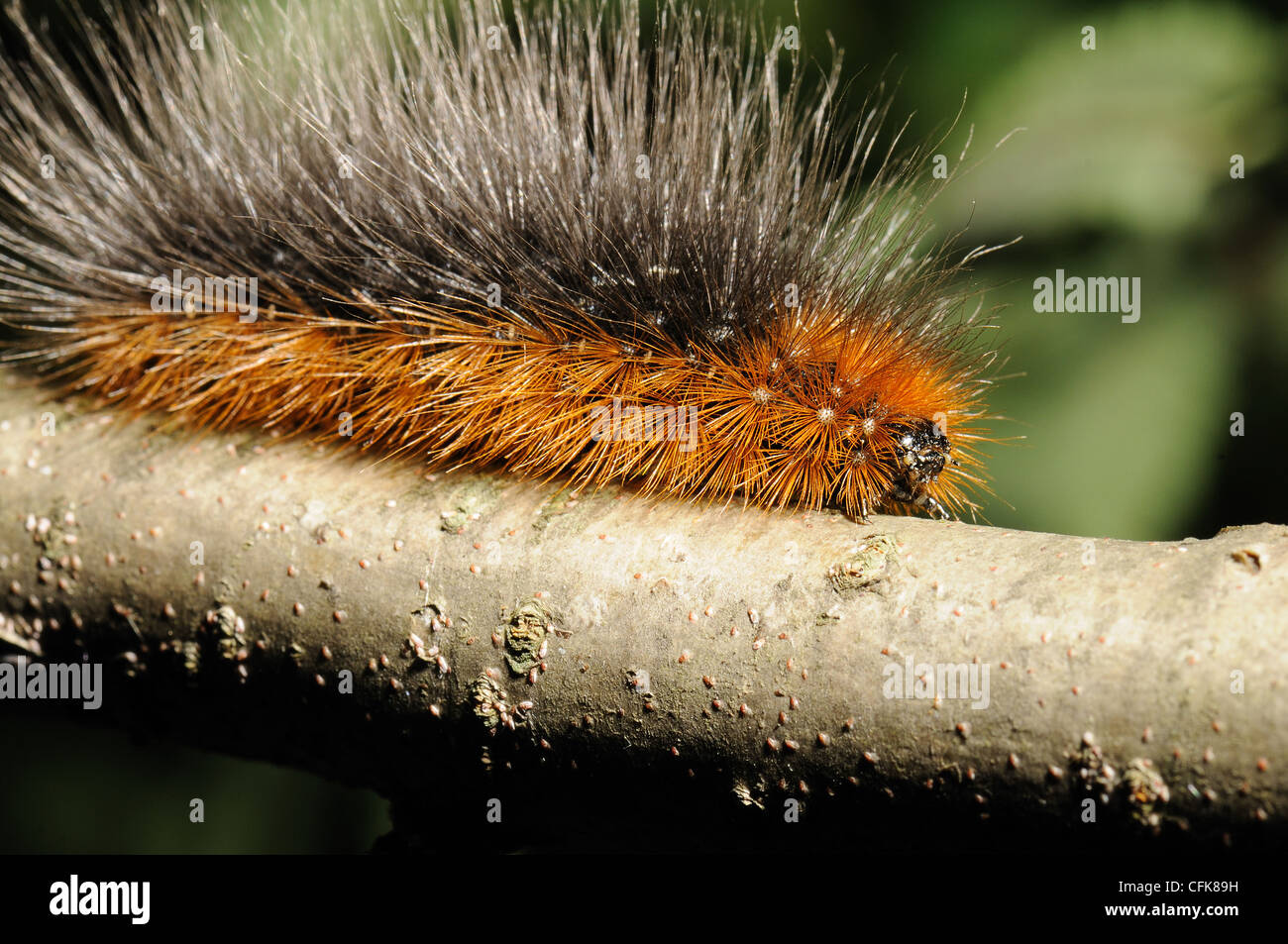 Insects caterpillar hi-res stock photography and images - Alamy