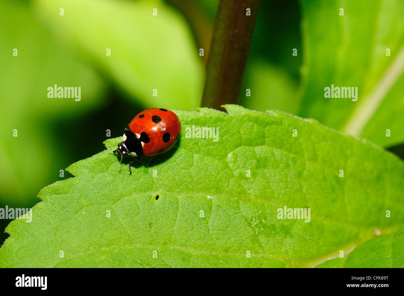 Ladybug insect hi-res stock photography and images - Alamy