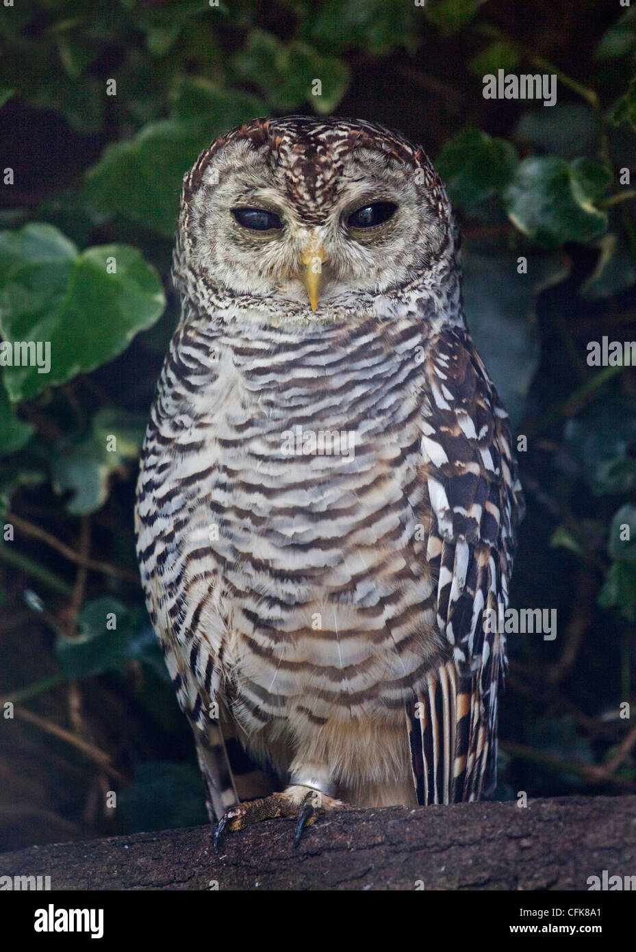 Strix Rufipes High Resolution Stock Photography and Images - Alamy