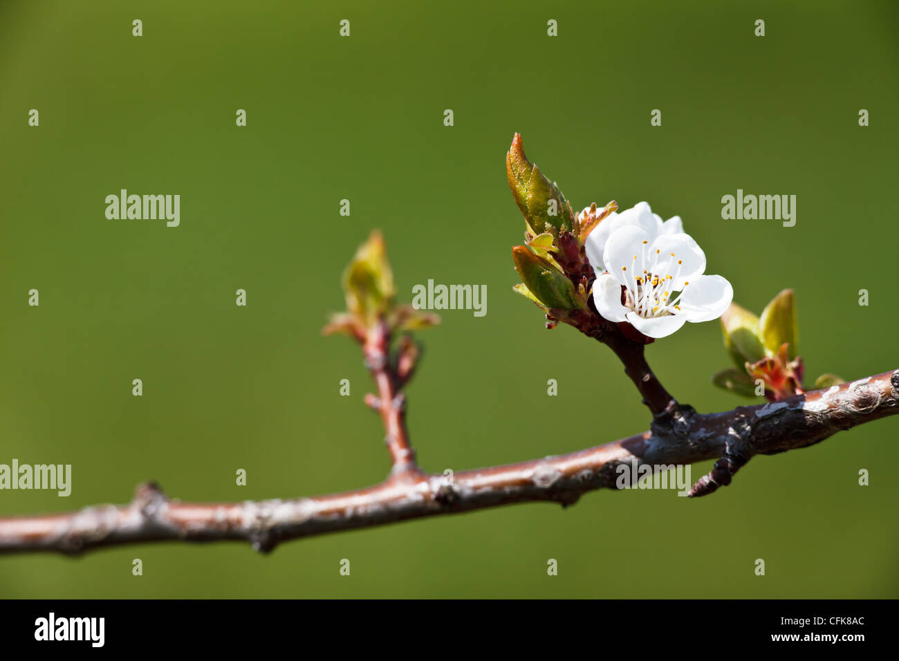 Blossoming apple tree Stock Photo - Alamy