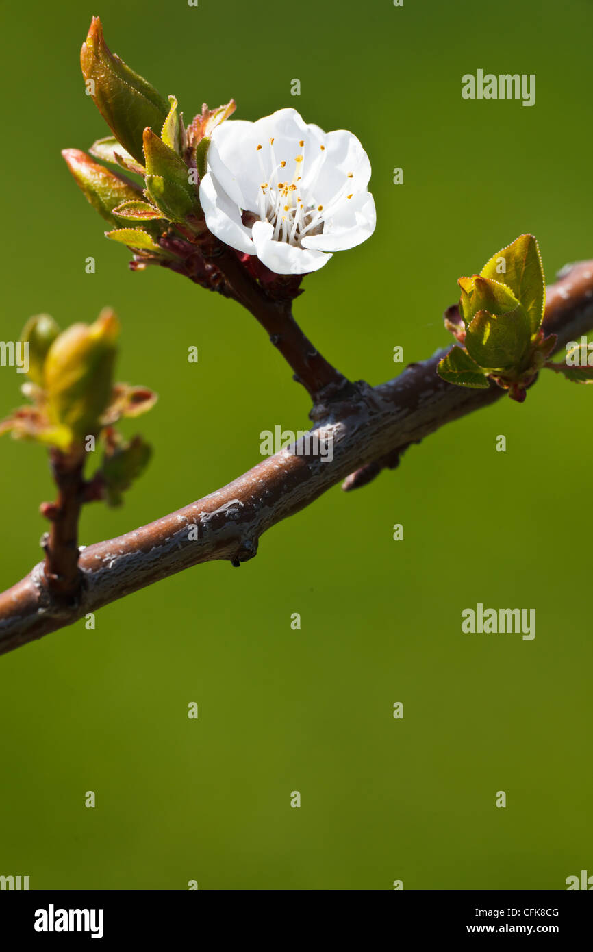 Blossoming apple tree Stock Photo - Alamy