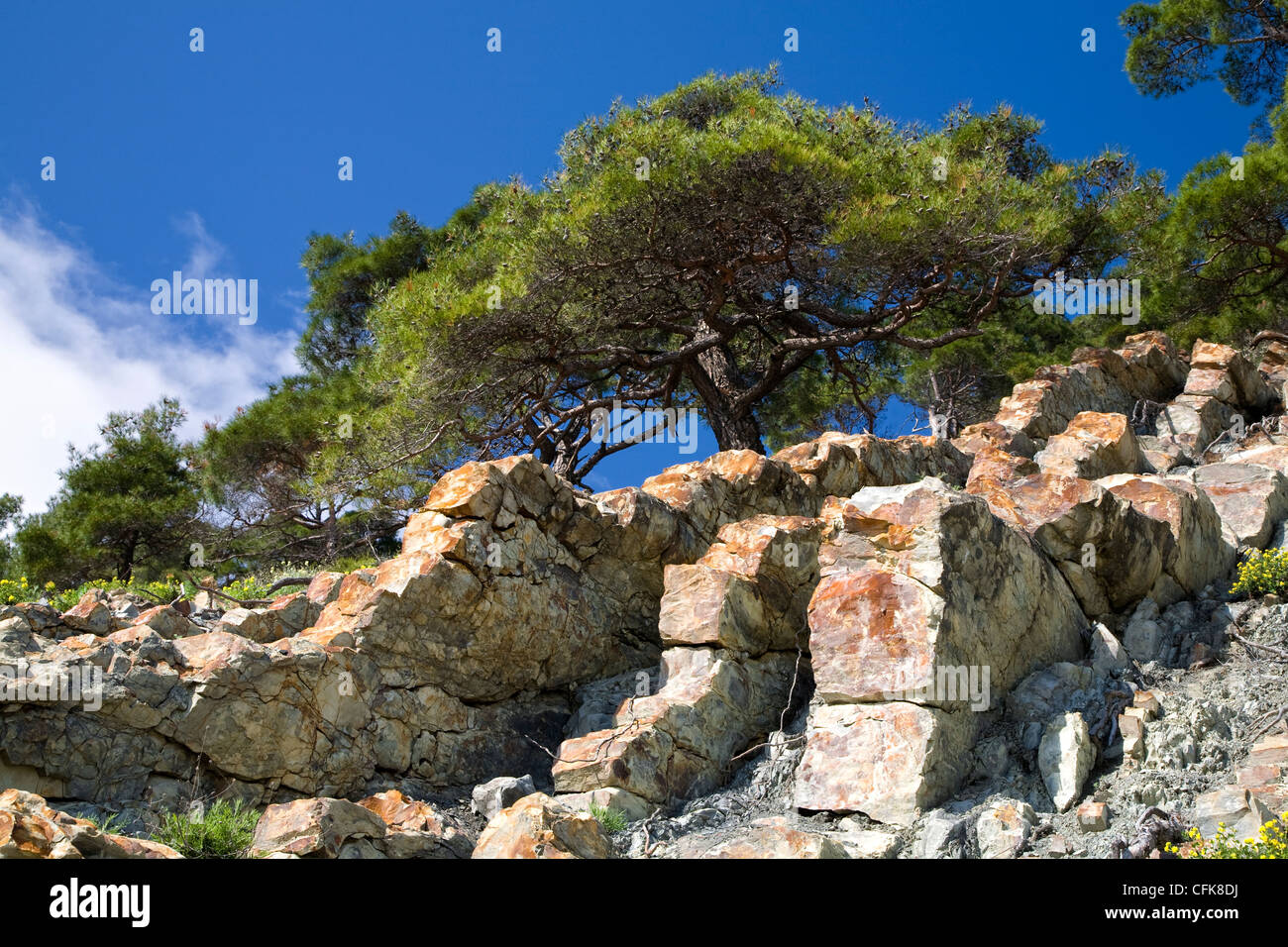 Tree growing rock cliff hi-res stock photography and images - Alamy