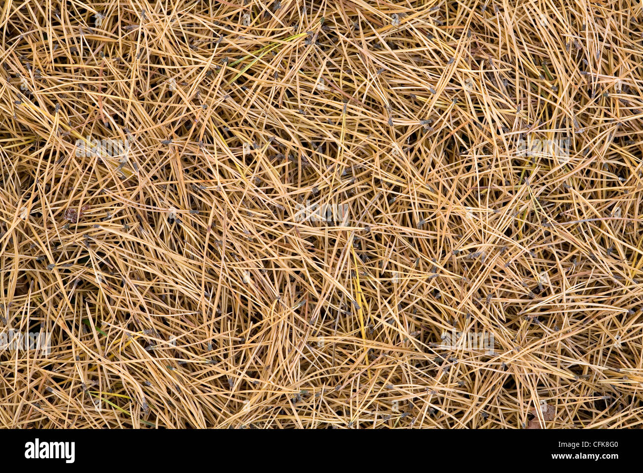 Tree backgrounds hi-res stock photography and images - Alamy