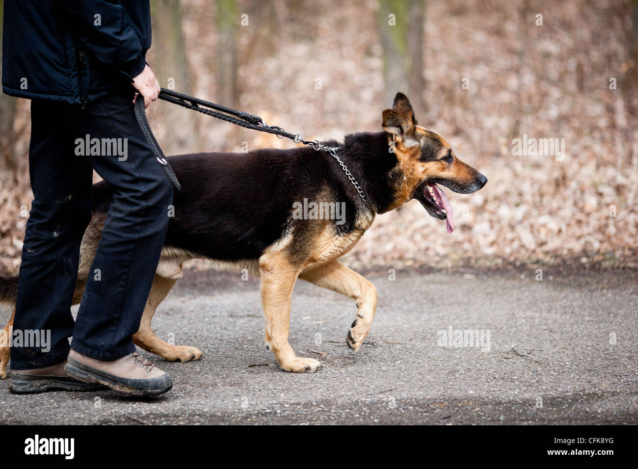 Master and his obedient (German Shepherd) dog Stock Photo - Alamy