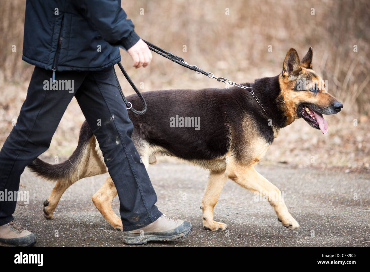 Master and his obedient (German Shepherd) dog Stock Photo - Alamy