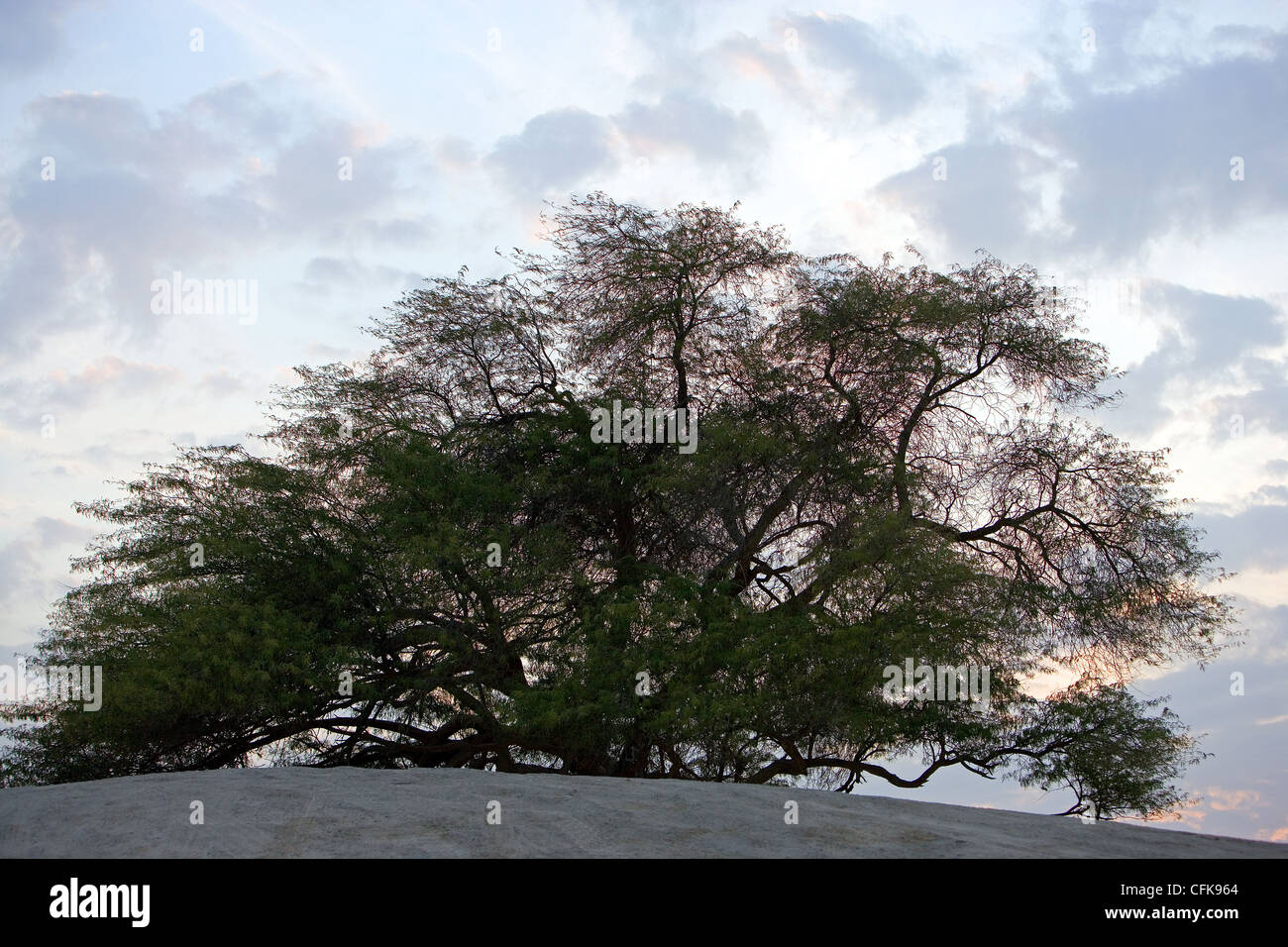 Bahrain, desertic central area, the Tree Of The Life Stock Photo - Alamy