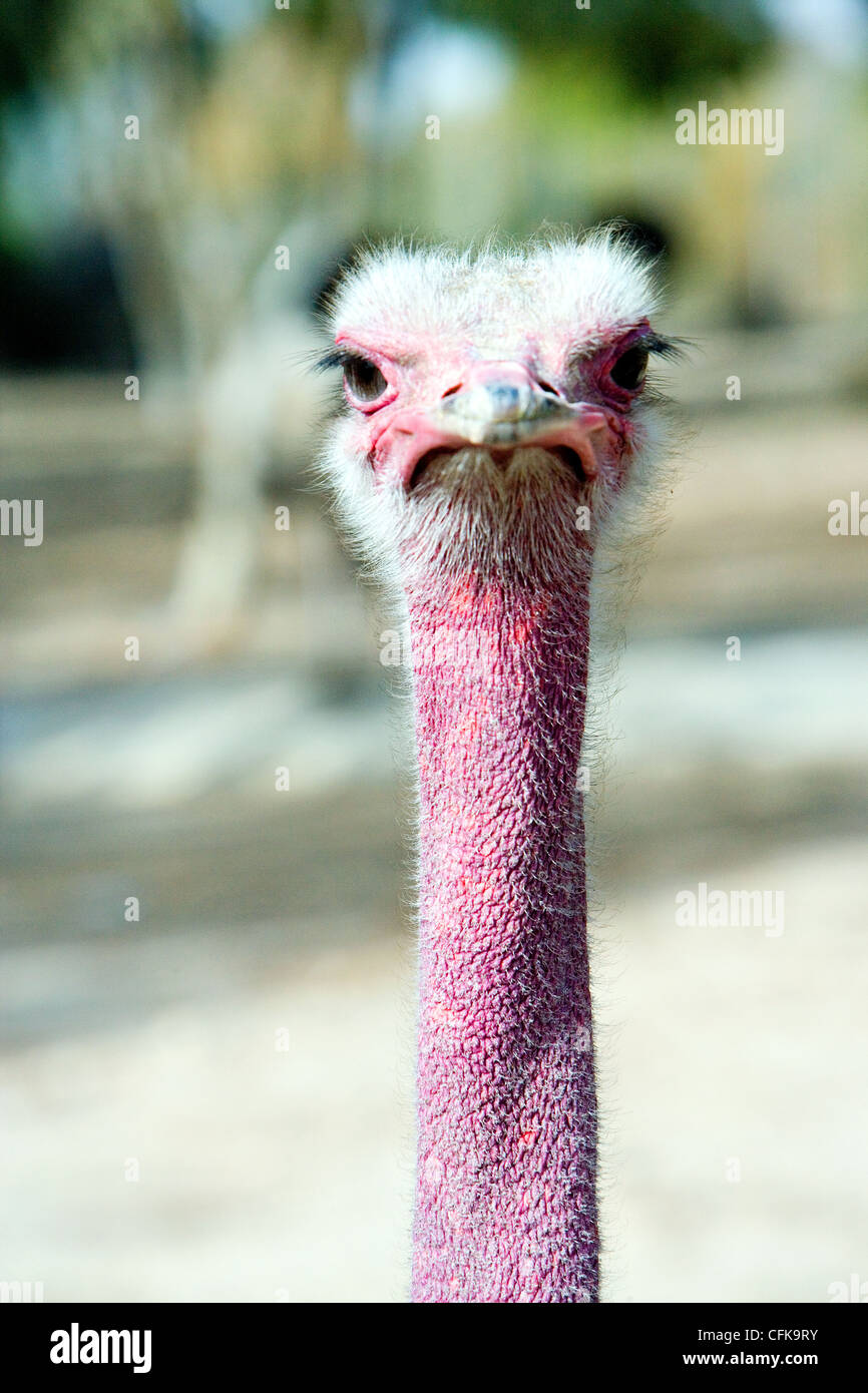 Bahrain, central desertic area, birds in the Al Arren Wildlife Park ...