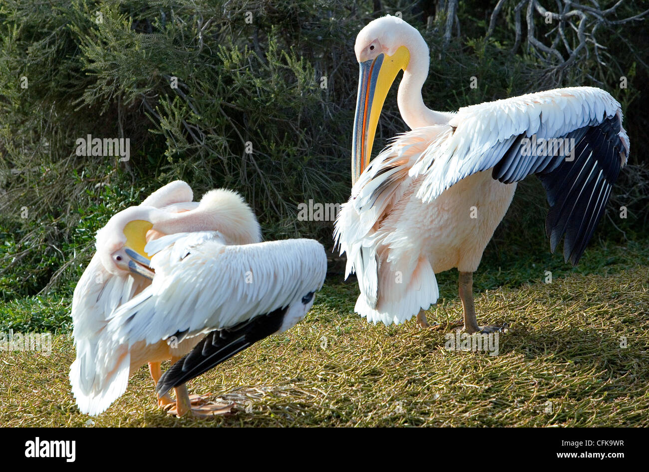 Bahrain, central desertic area, birds in the Al Arren Wildlife Park ...