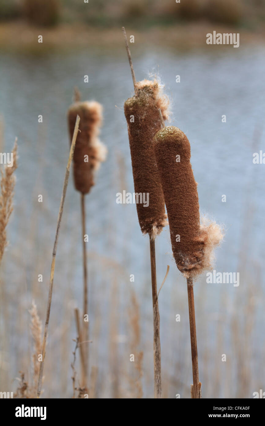 Bulrushes reeds lake hi-res stock photography and images - Alamy