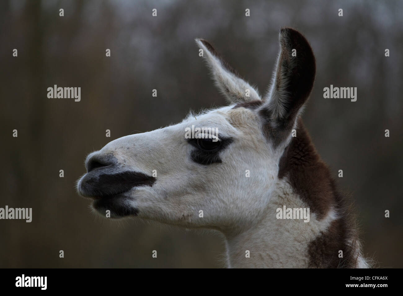 Llama Side Profile High Resolution Stock Photography and Images - Alamy