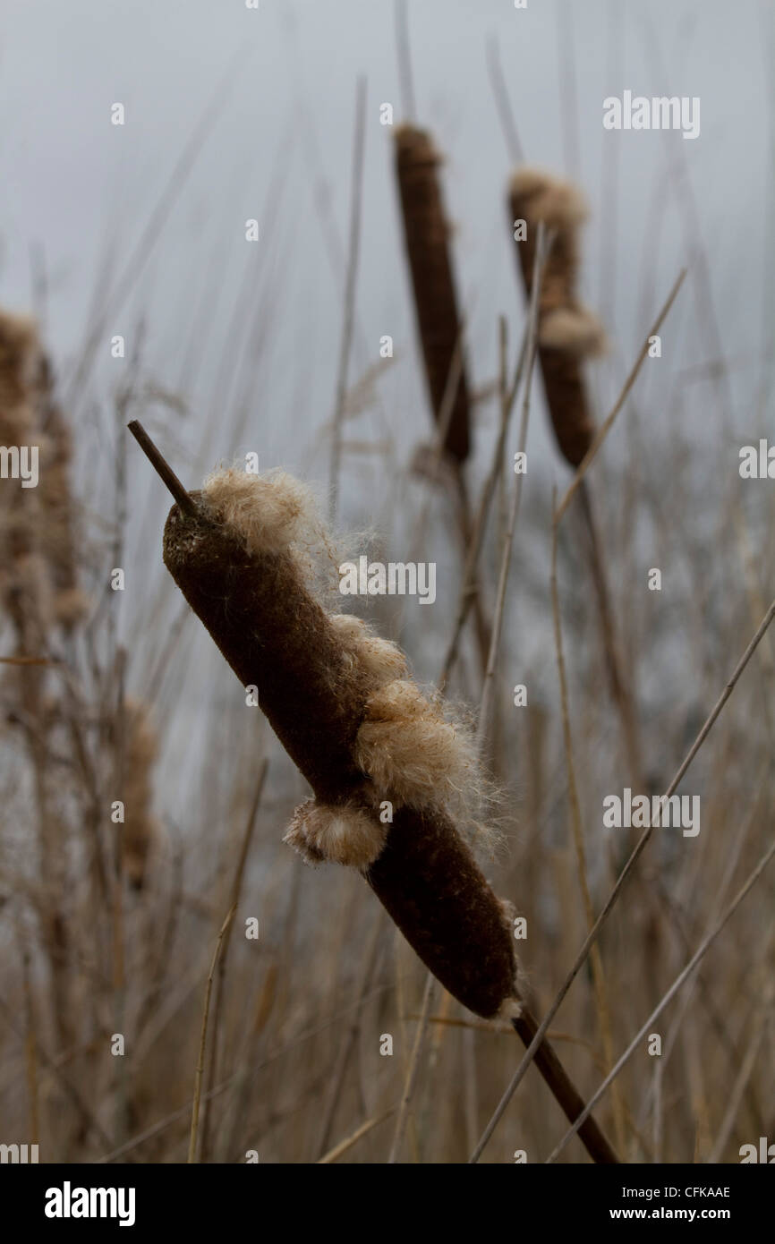 Bulrushes and reeds hi-res stock photography and images - Alamy