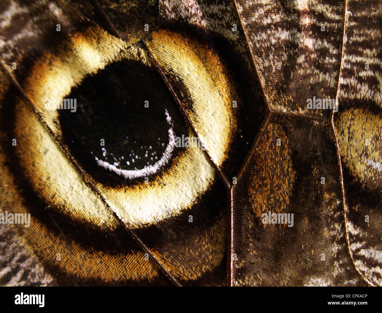Closeup butterfly wing hi-res stock photography and images - Alamy