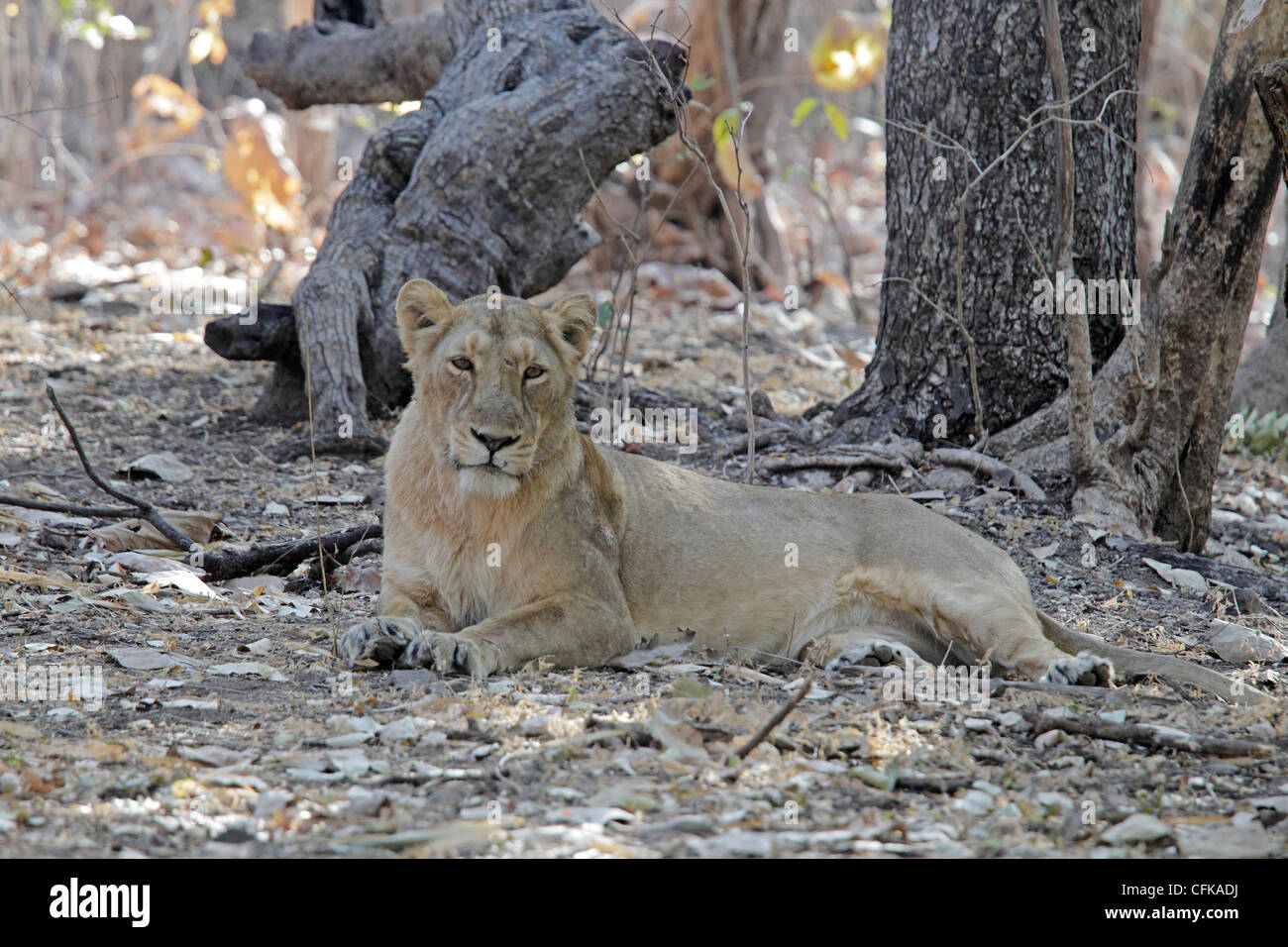 Female Asiatic lion in Gir National Park Stock Photo - Alamy