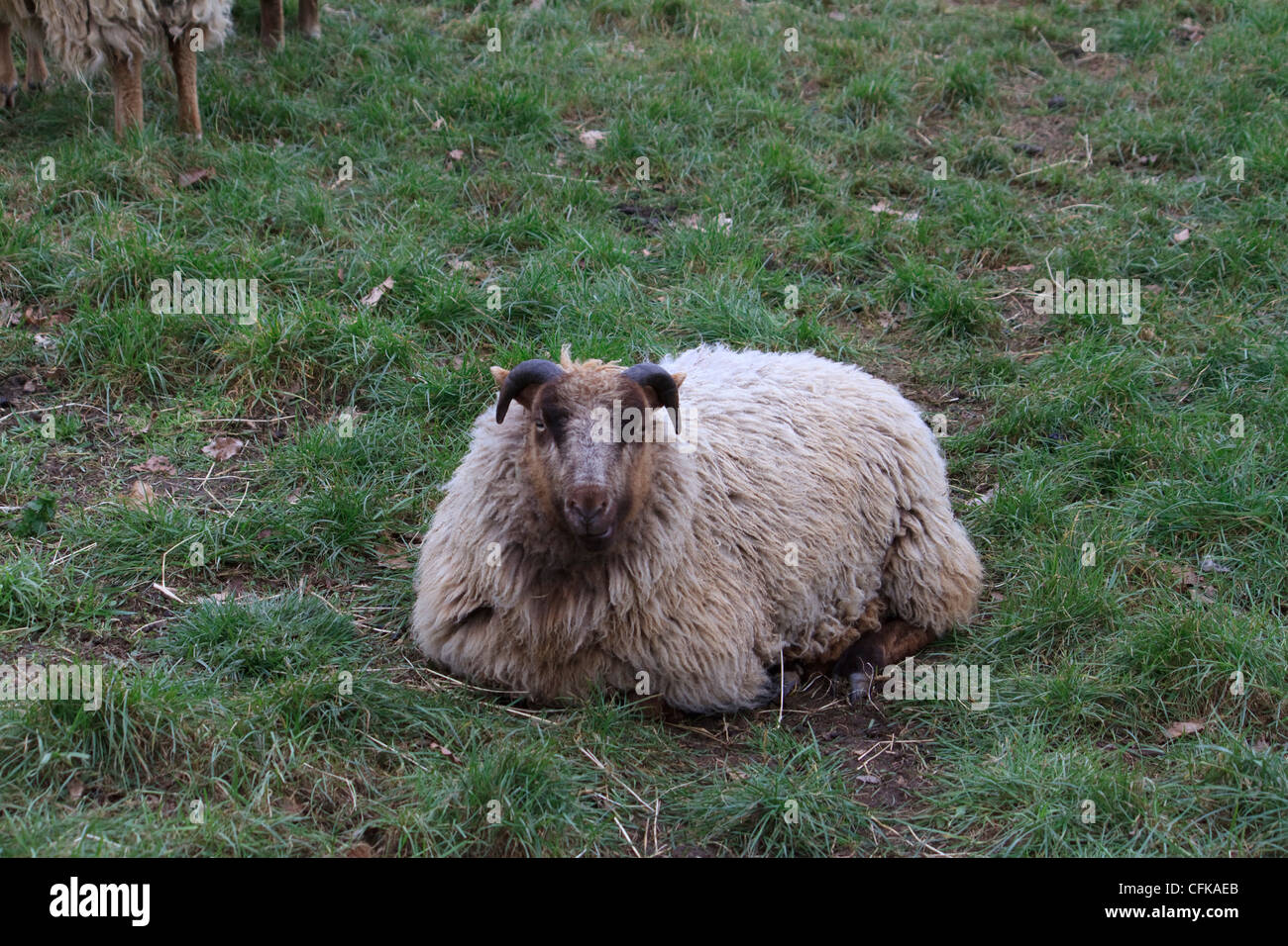 A Shetland sheep lying in a field Stock Photo - Alamy