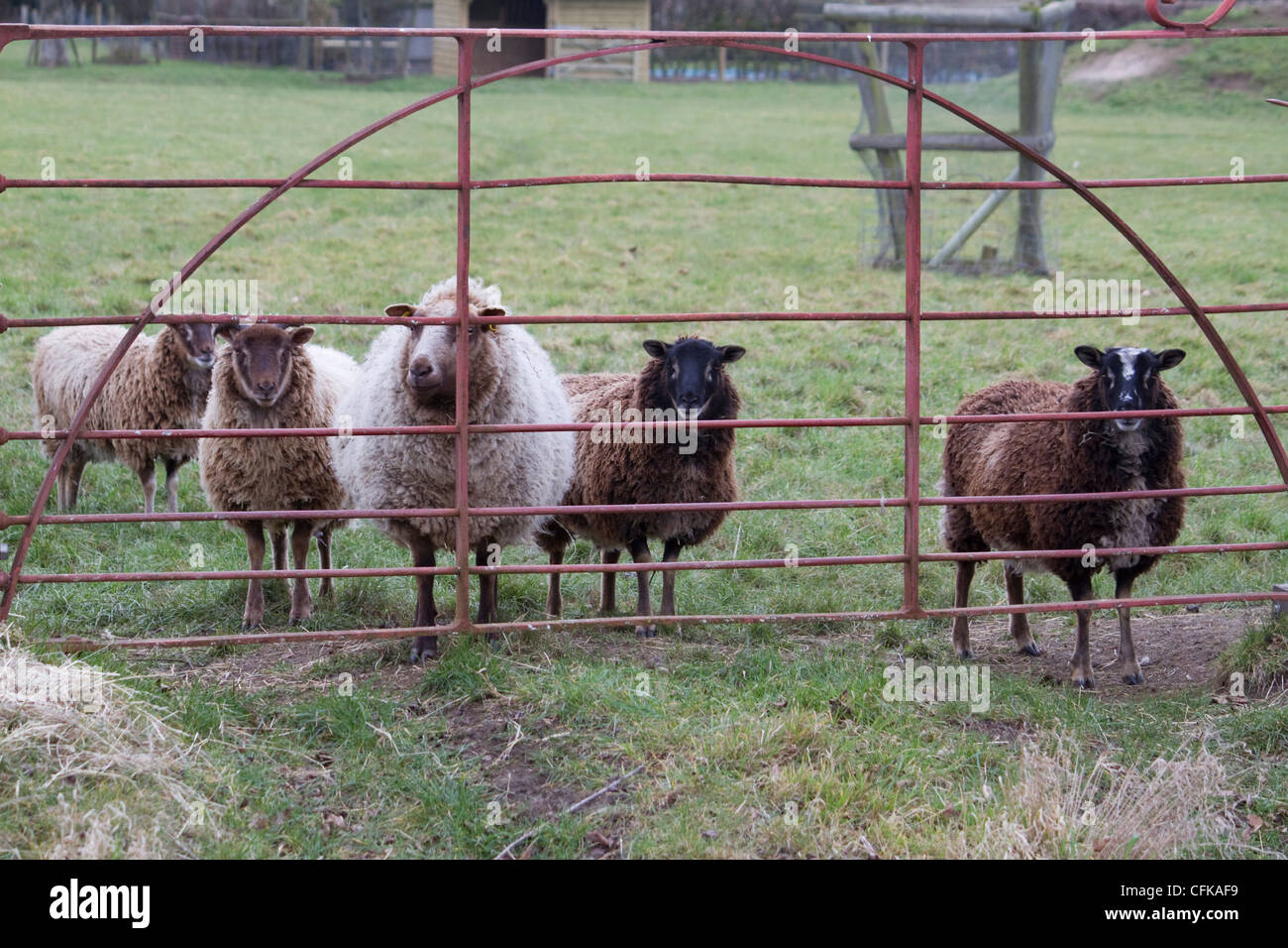 Sheep gate hi-res stock photography and images - Alamy