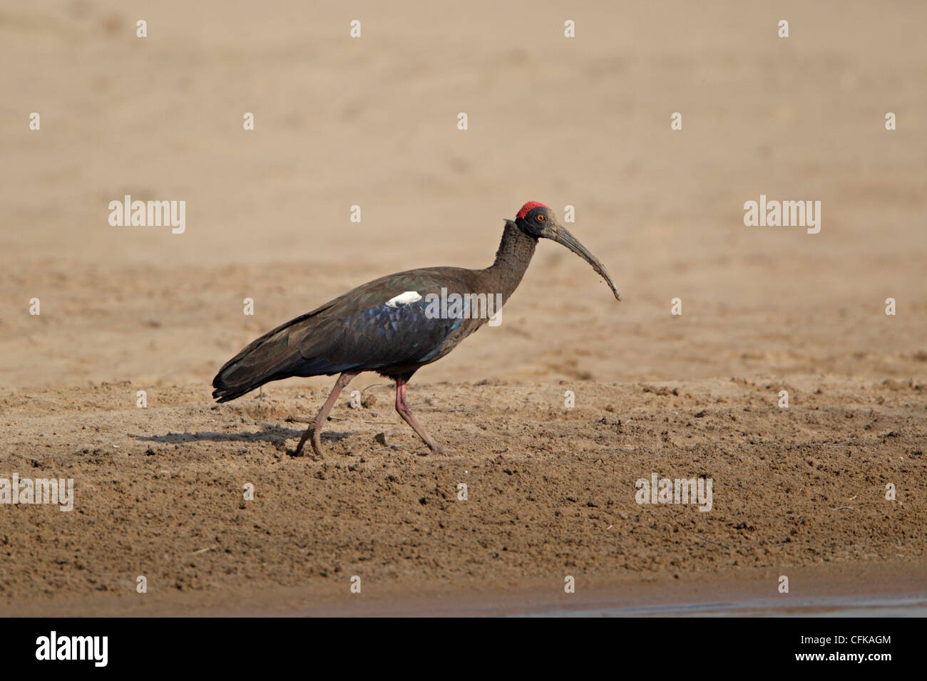 The black ibis hi-res stock photography and images - Alamy