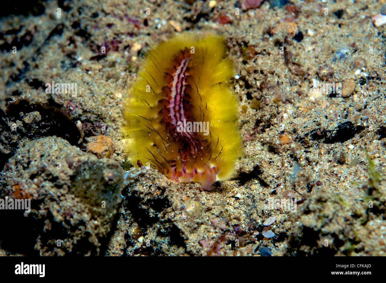 Underwater fire worm hi-res stock photography and images - Alamy
