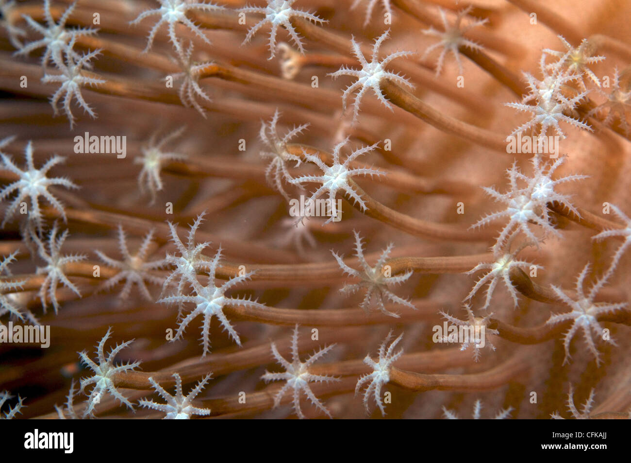 Polyps of coral hi-res stock photography and images - Alamy