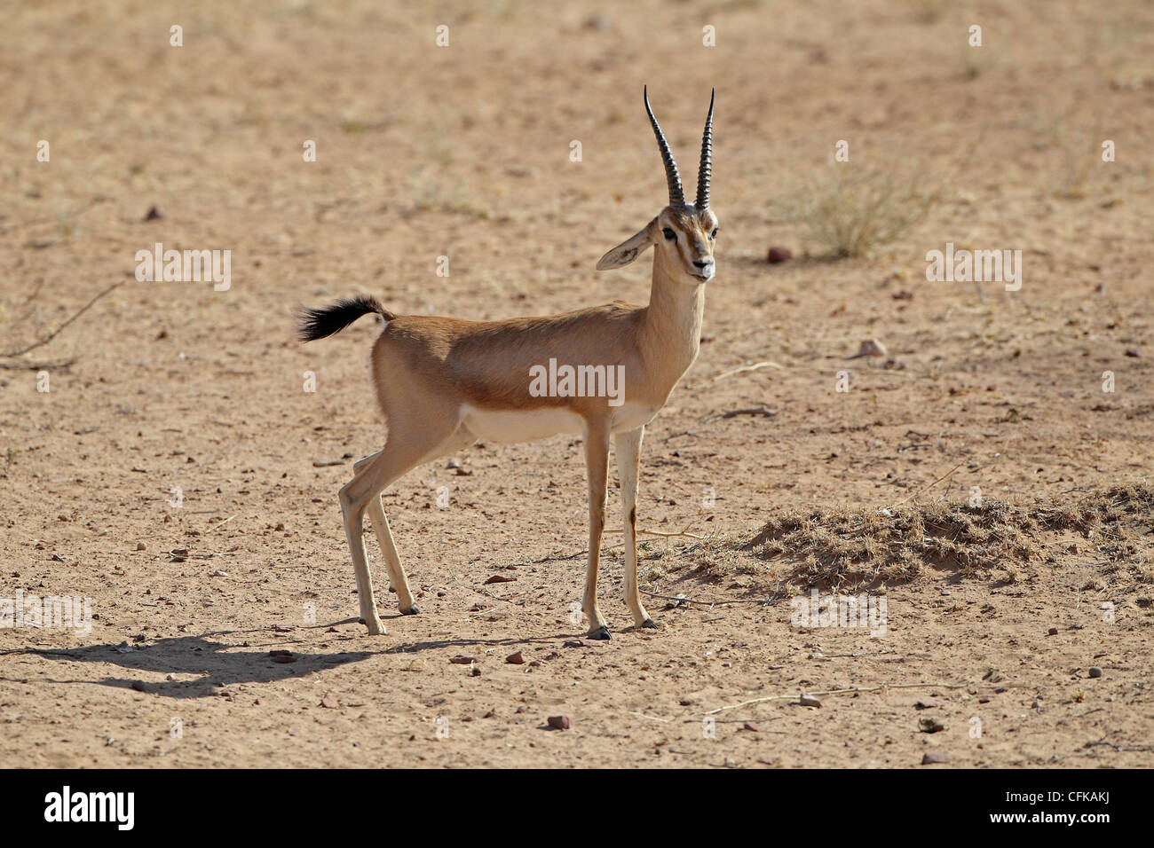 Chinkara hi-res stock photography and images - Alamy