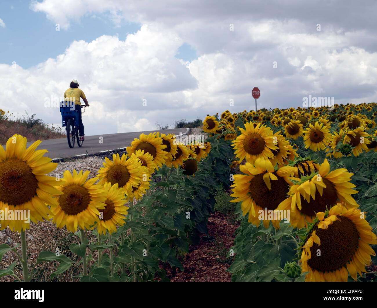 sunflower field and bicycle Stock Photo - Alamy