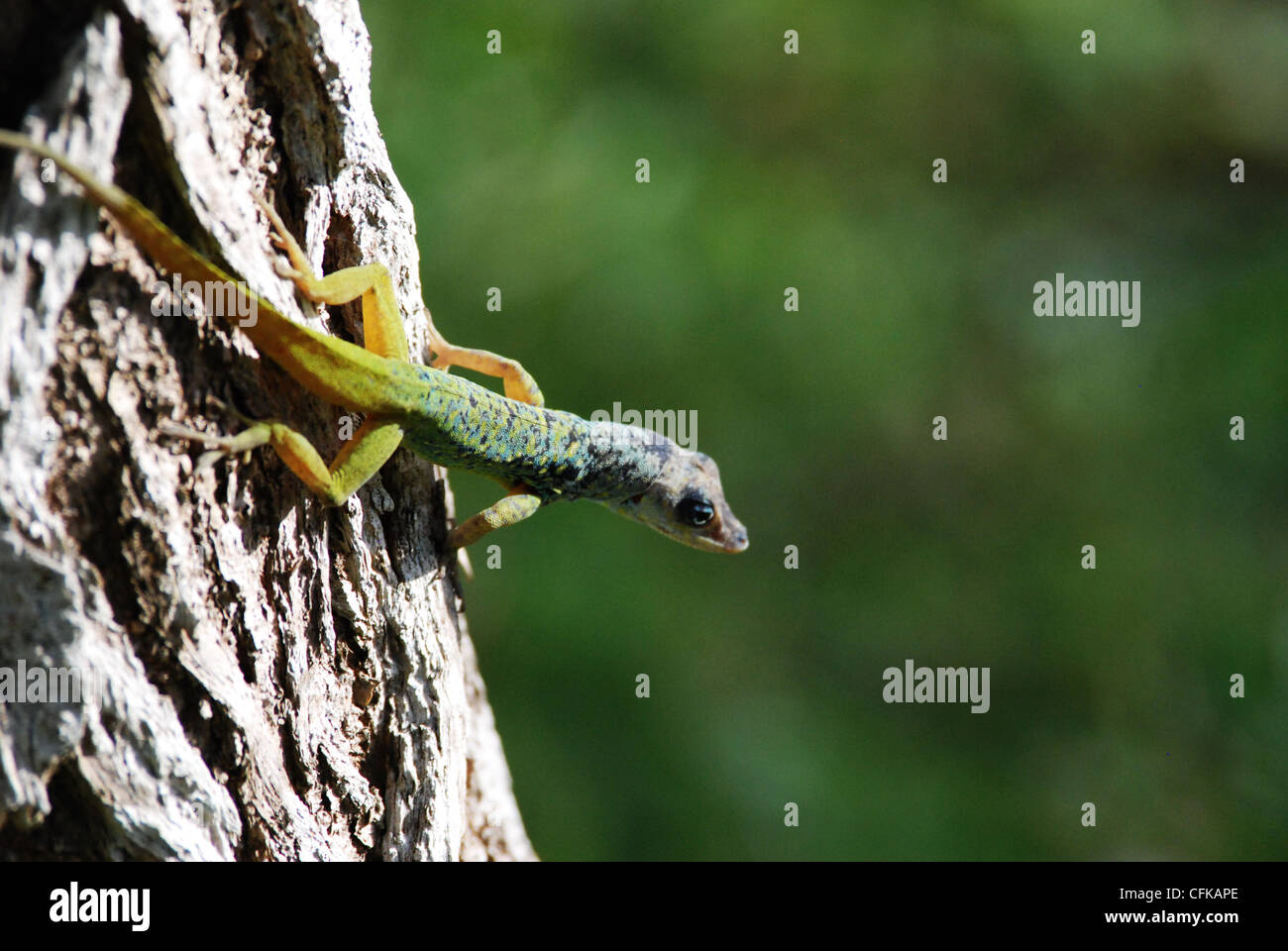 lizard on a tree in barbados Stock Photo - Alamy