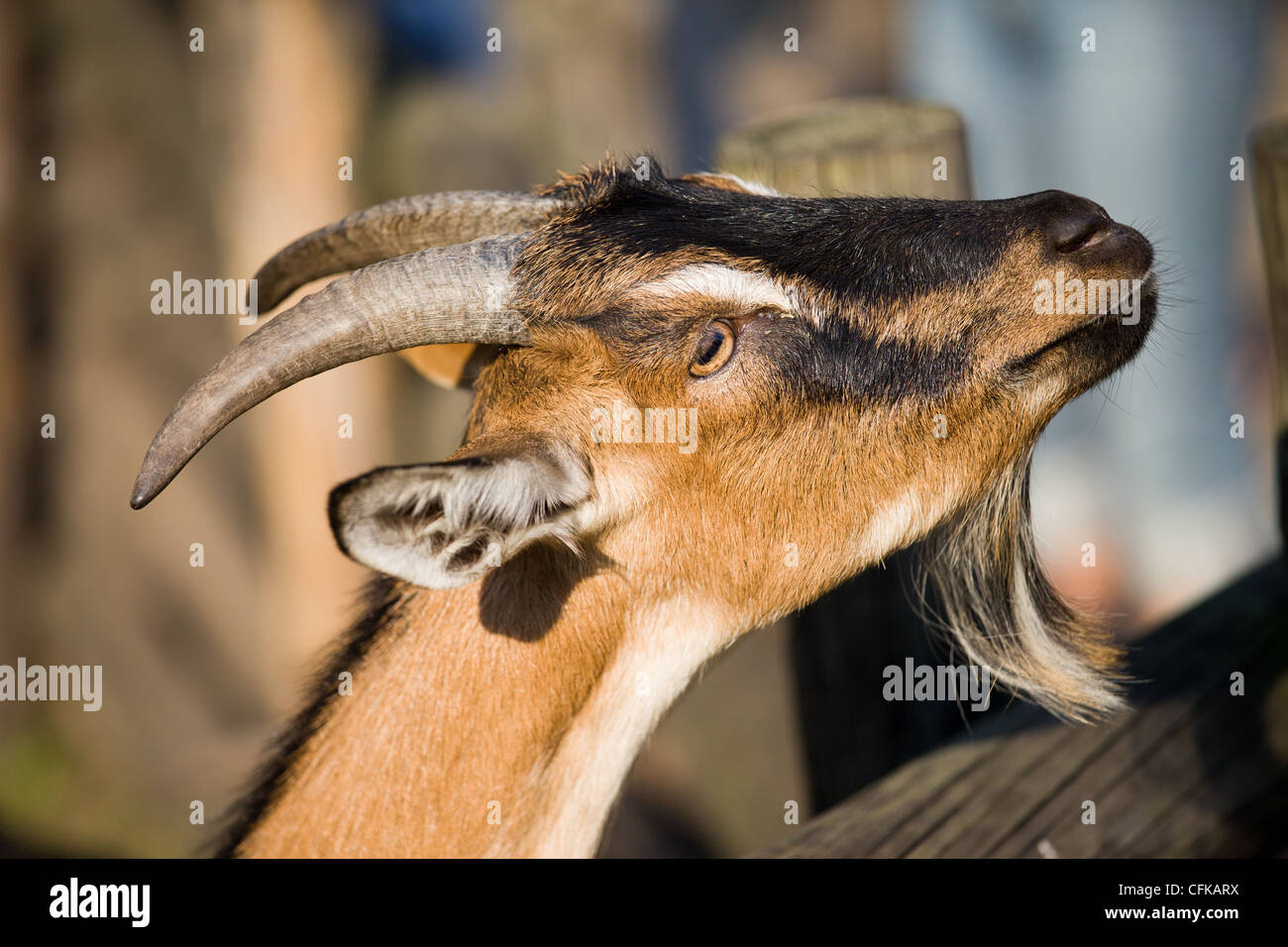 Domestic goat scientific name capra hi-res stock photography and images ...