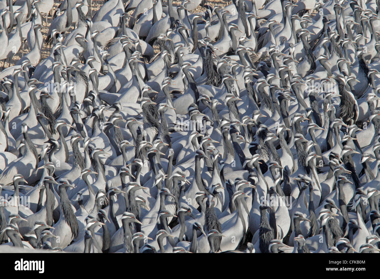 Khichan hi-res stock photography and images - Alamy