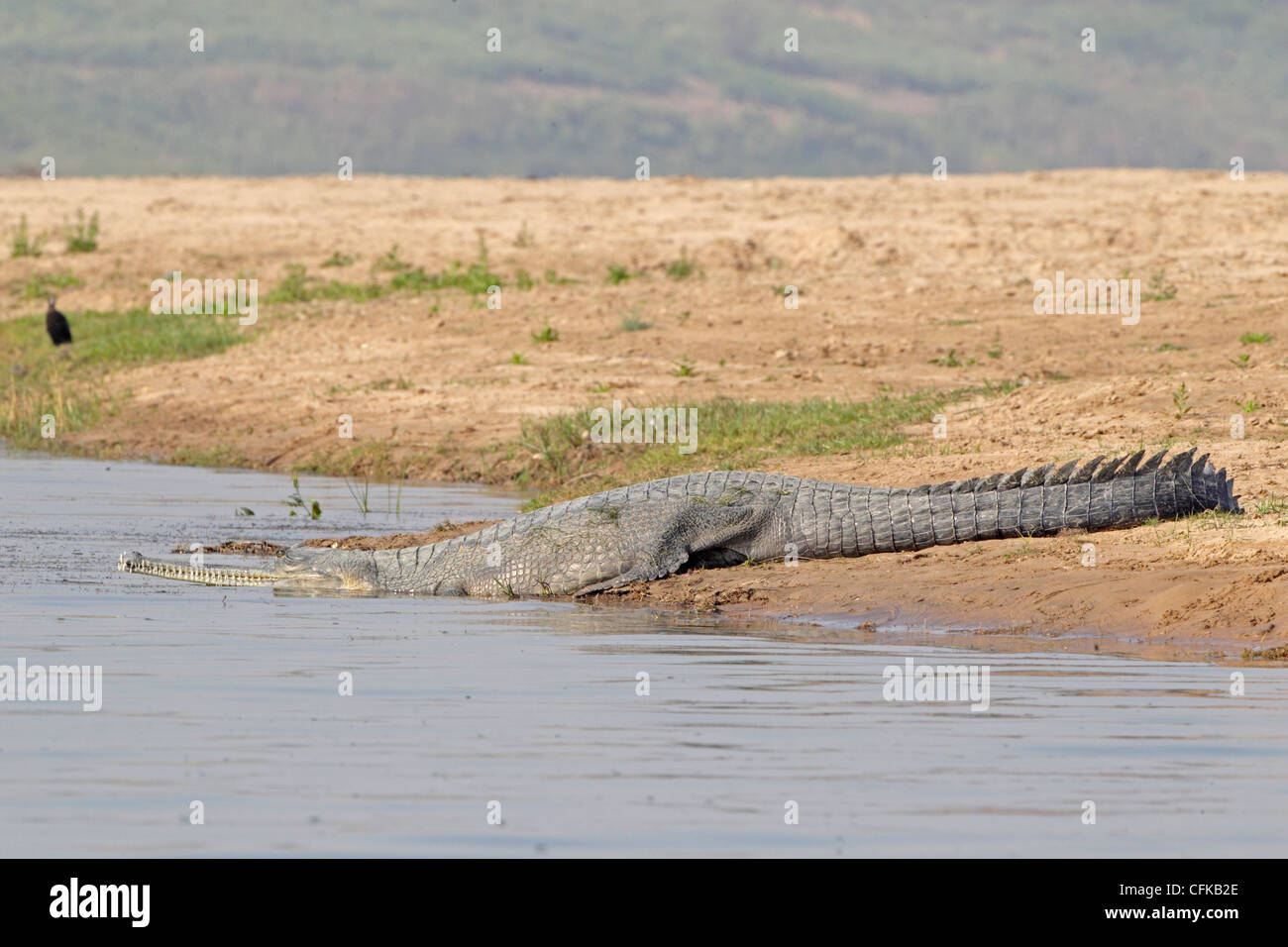 Gharial hi-res stock photography and images - Alamy