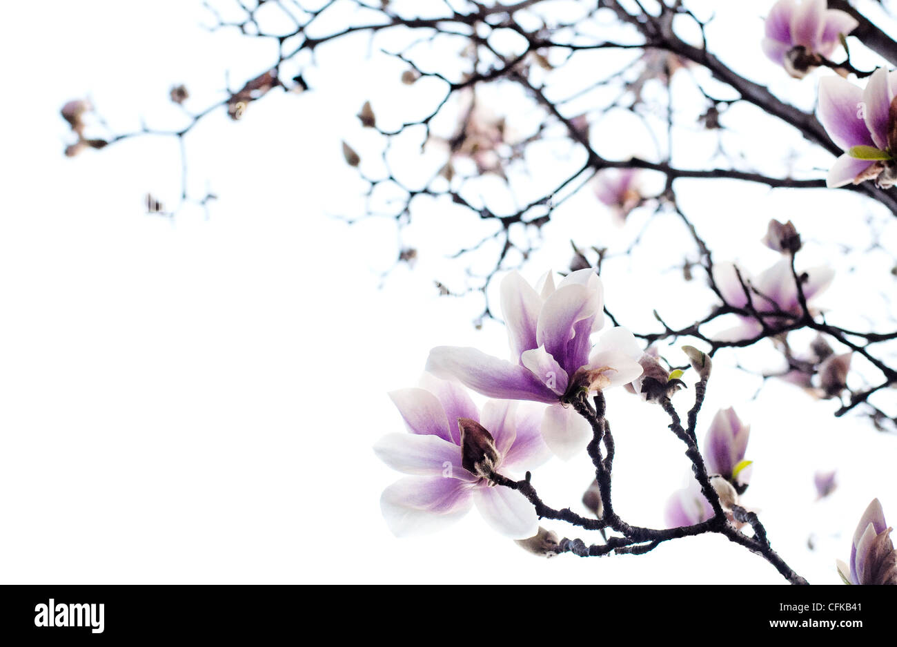 Magnolia branches - color version Stock Photo - Alamy