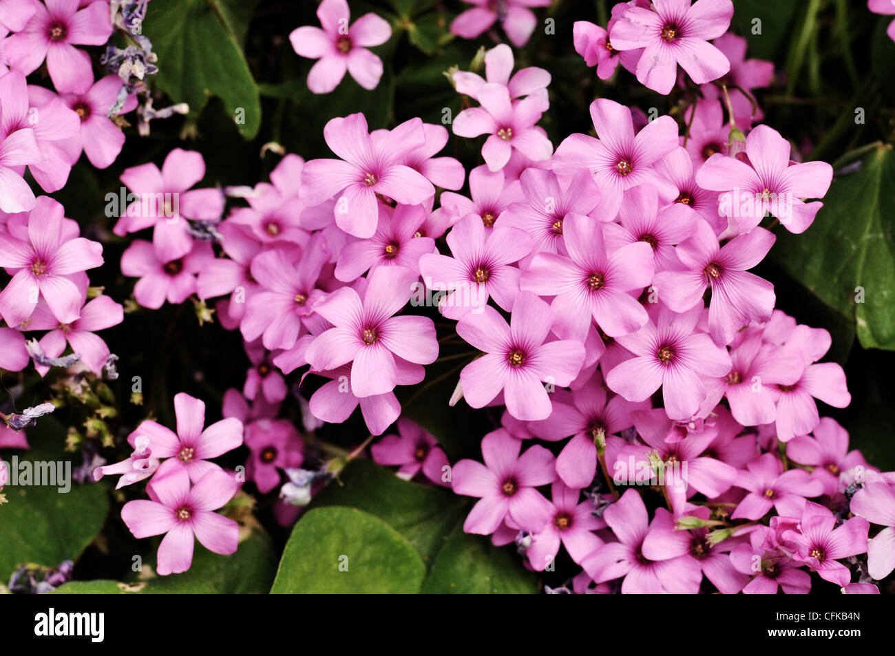 Pink clover flowers hi-res stock photography and images - Alamy