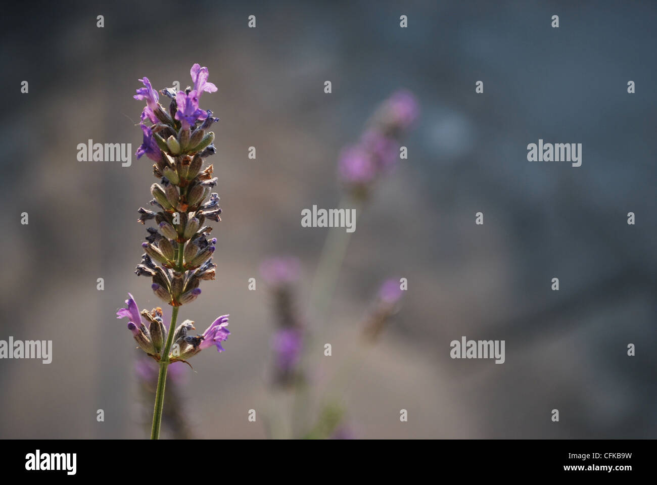 Lavender closeup on gray background with other flowers, free space for ...
