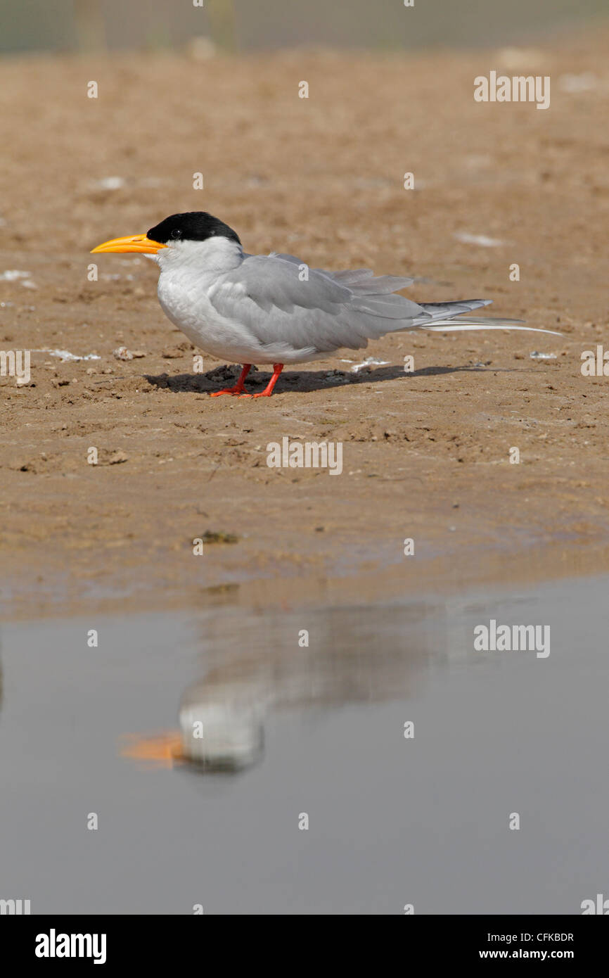 River Tern with reflection Stock Photo - Alamy