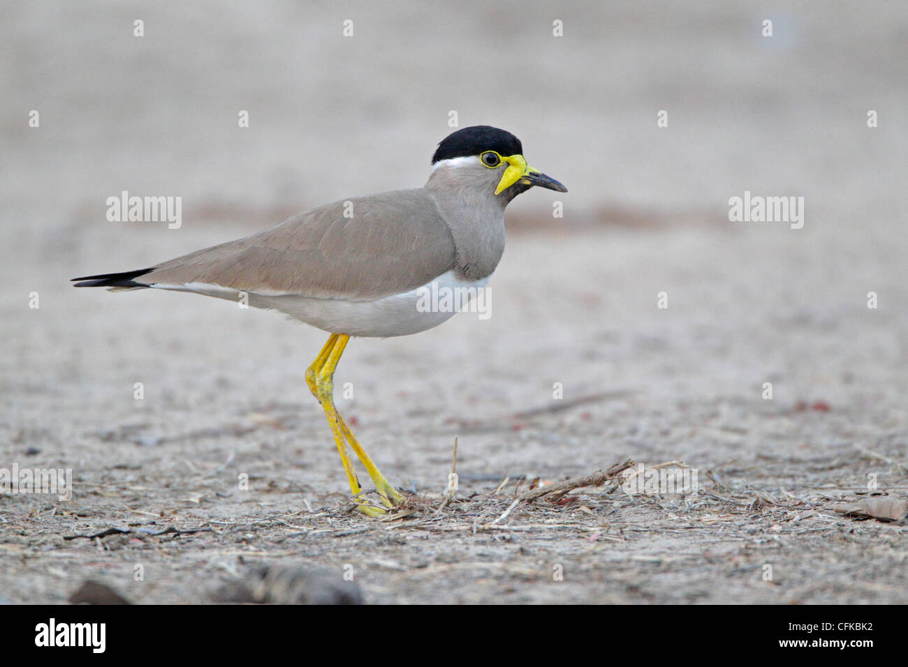 Yellow Wattled Lapwing Stock Photo - Alamy