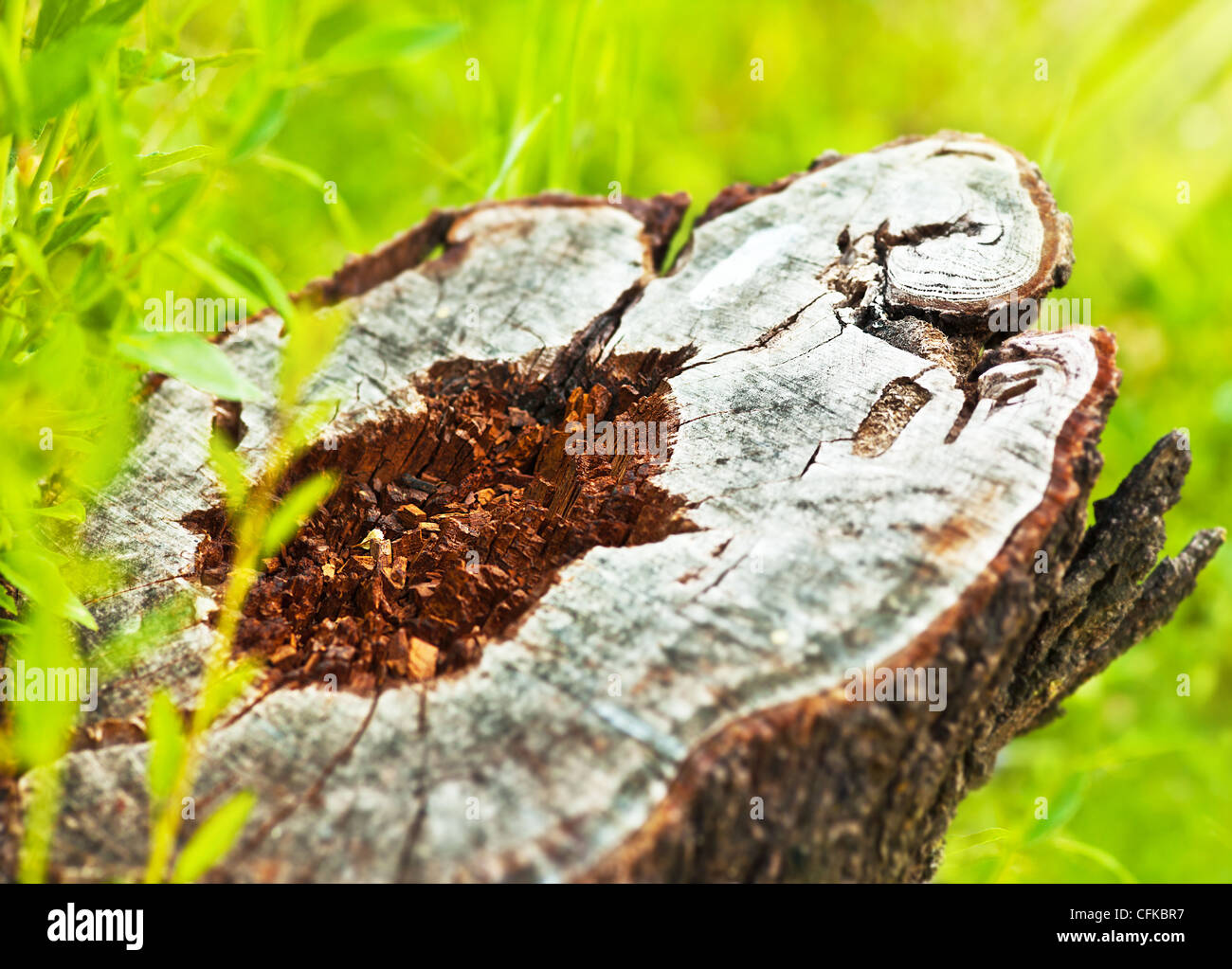 Deforestation, dead tree stump, save nature and protect earth ...