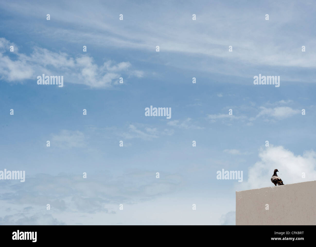 Pigeon on a corner hi-res stock photography and images - Alamy