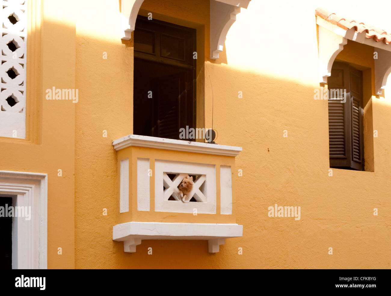 Shutter dog hi-res stock photography and images - Alamy