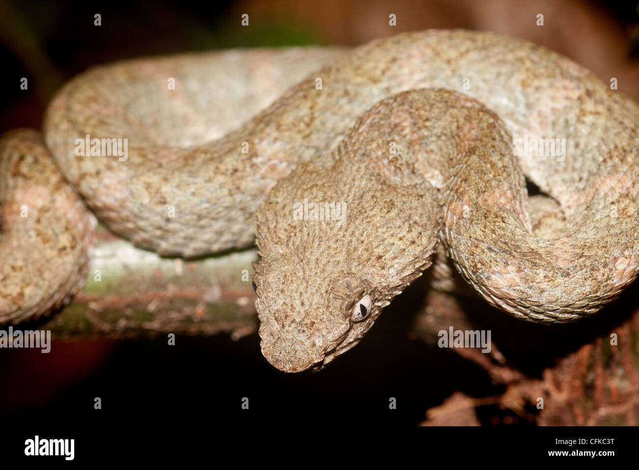 Eyelash Pit Viper Stock Photos & Eyelash Pit Viper Stock Images - Alamy