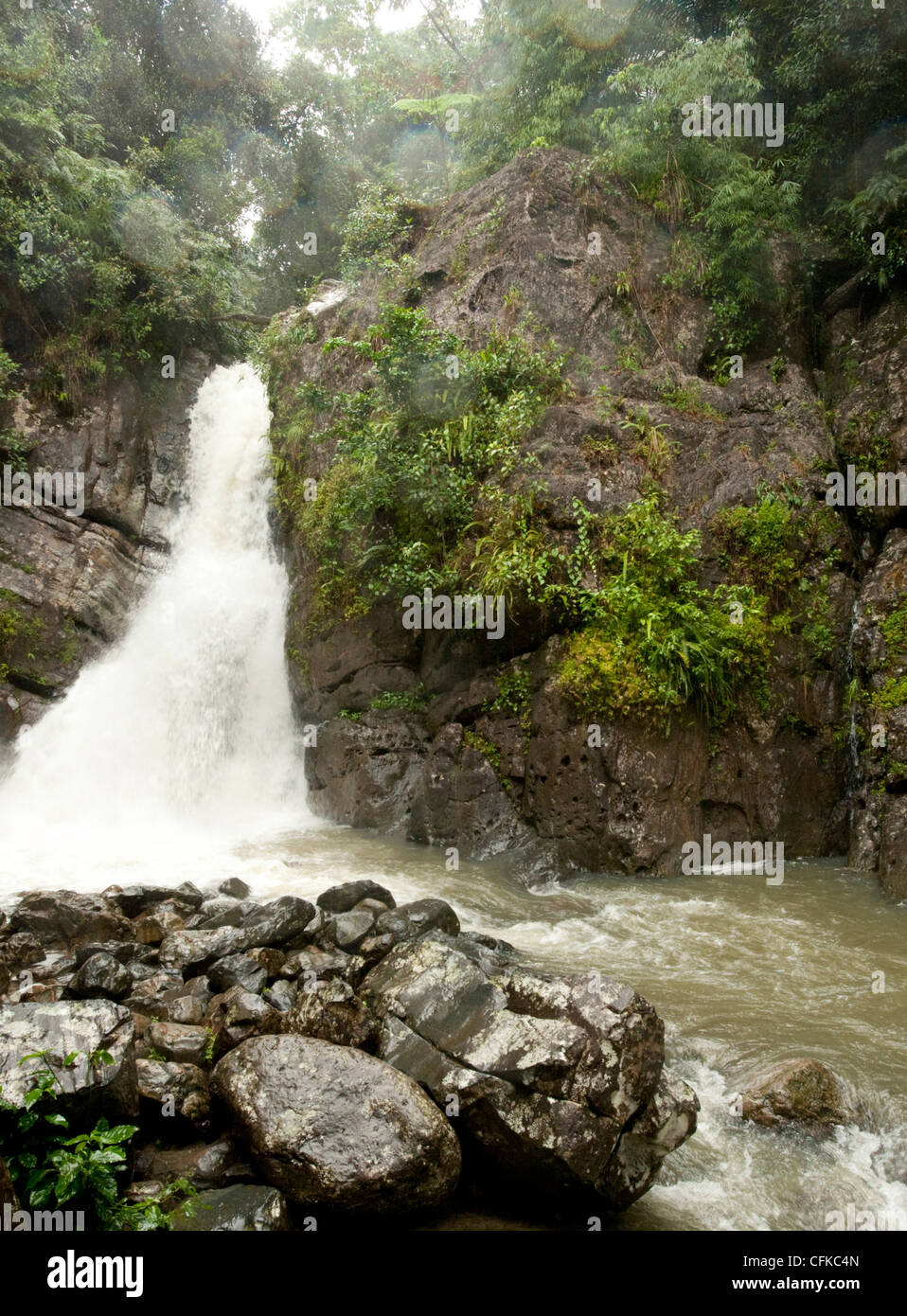 Flora de puerto rico hi-res stock photography and images - Alamy