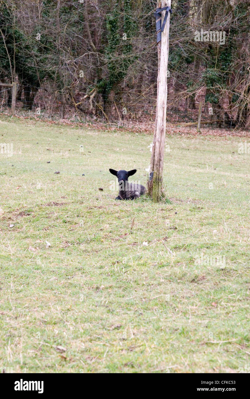 Black lamb sitting under tree Stock Photo - Alamy