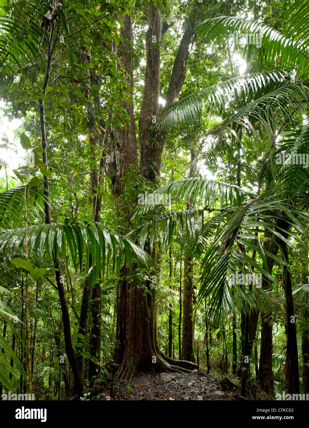 National tree of puerto rico hi-res stock photography and images - Alamy