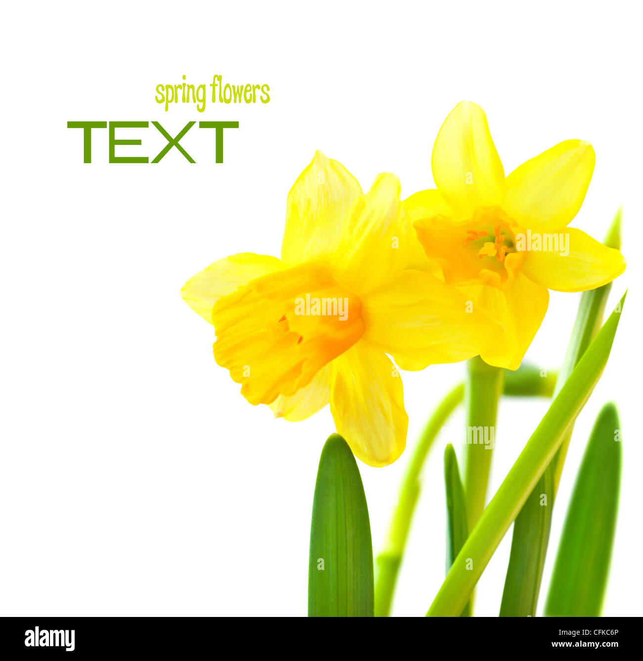 Spring floral border, beautiful fresh narcissus flowers, yellow plant ...