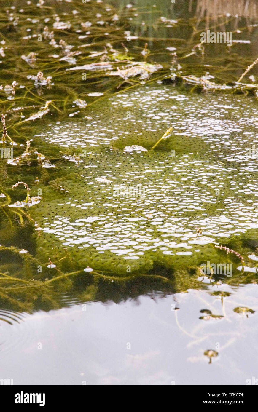 Frog spawn in pond Stock Photo - Alamy