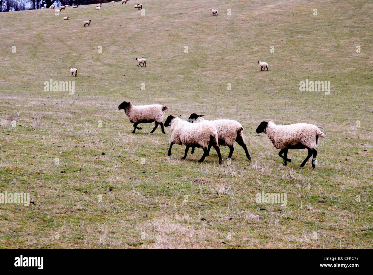 Sheep in English countryside Stock Photo - Alamy