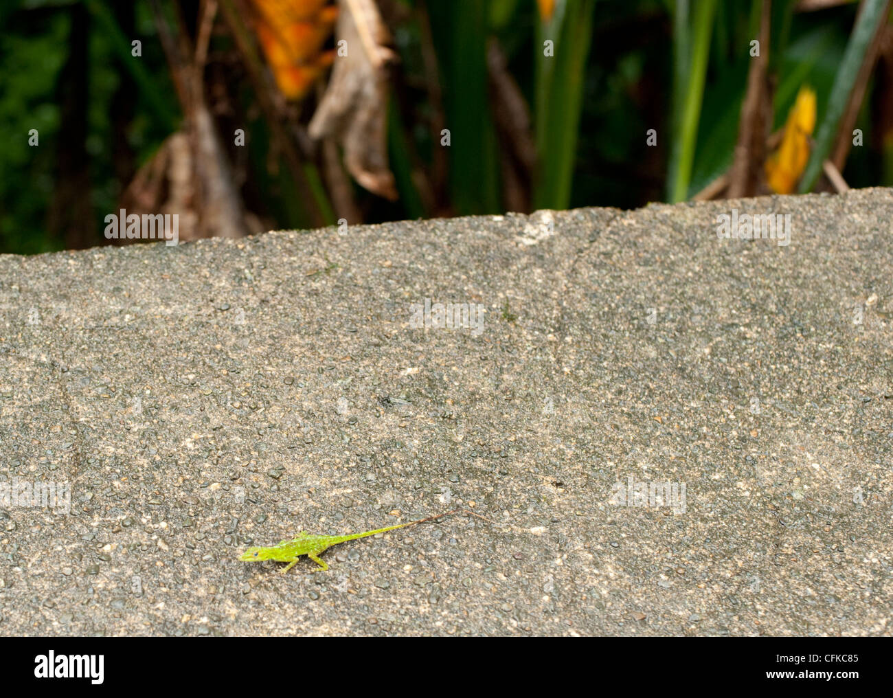 Wet lizard hi-res stock photography and images - Alamy