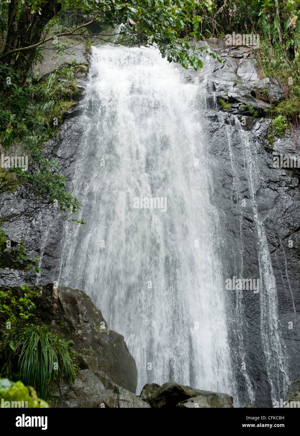A waterfall cascades down through the luscious wet foliage in El Yunque ...