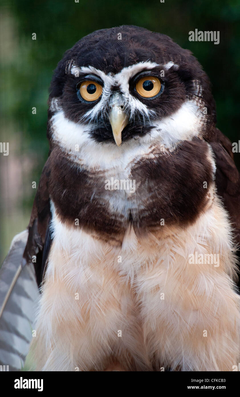 Spectacled owl hi-res stock photography and images - Alamy