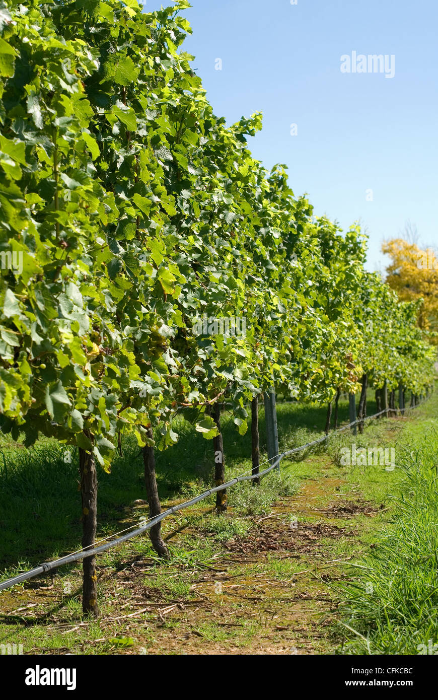 Sauvigon blanc hi-res stock photography and images - Alamy