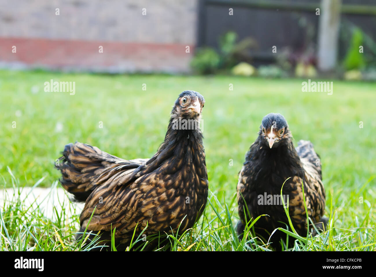 Bantam chickens hi-res stock photography and images - Alamy