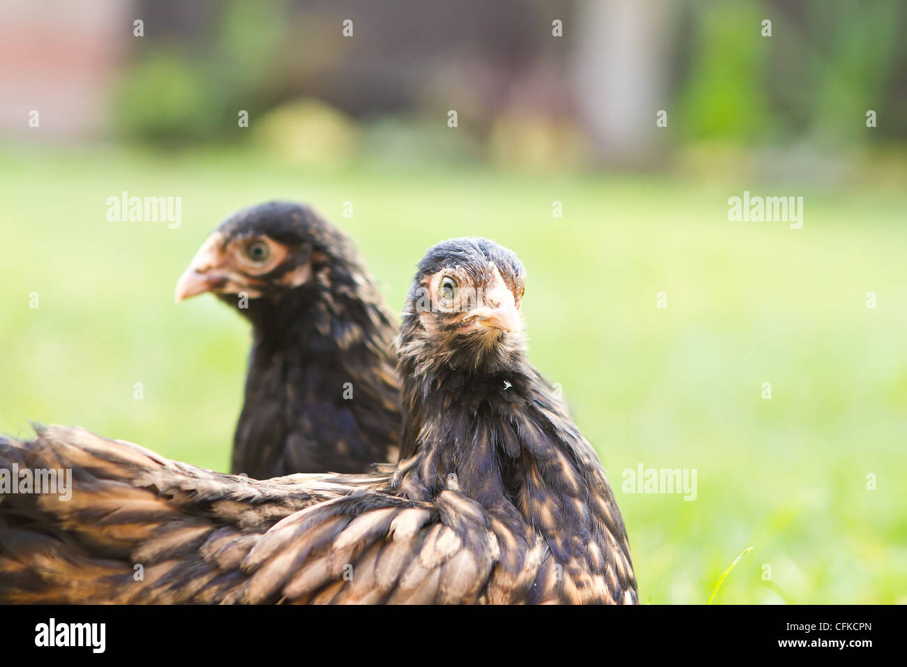 Bantam chickens hi-res stock photography and images - Alamy